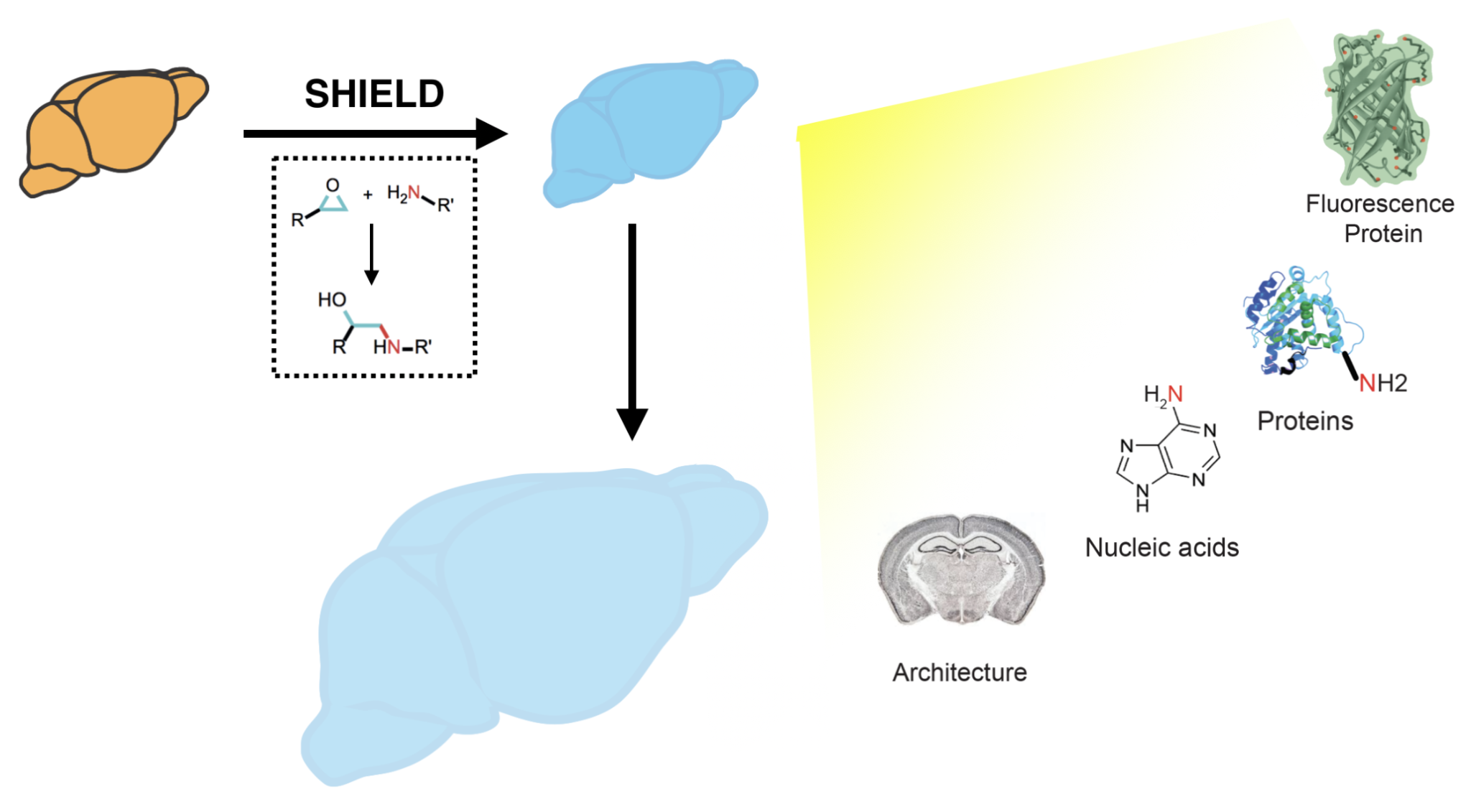 Research | Park Lab @ KAIST